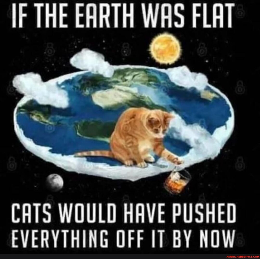 Catmemes catmemesdaily cat kitten instacat catmemesarethebest memecat ...