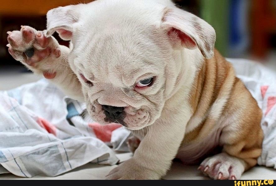 Angrydog memes. Best Collection of funny Angrydog pictures on iFunny