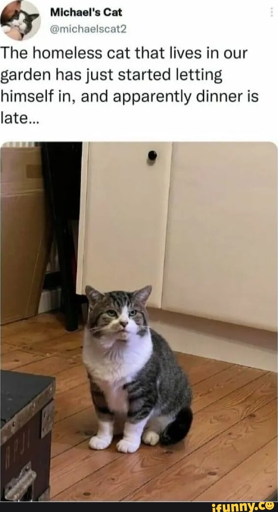 Fy Michael's Cat @michaelscat2 The homeless cat that lives in our ...
