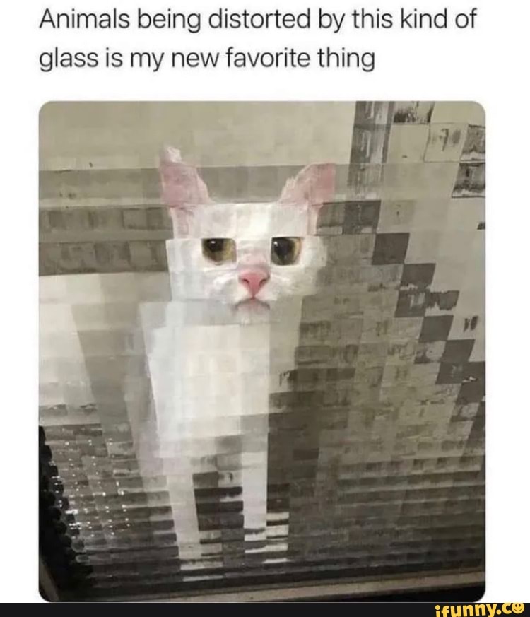 Animals being distorted by this kind of glass is my new favorite thing ...