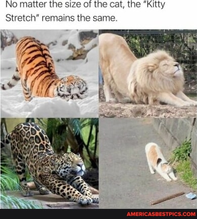 No matter the size of the cat, the "Kitty Stretch" remains the same ...