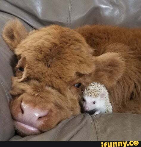 Highland_cattle memes. Best Collection of funny Highland_cattle ...