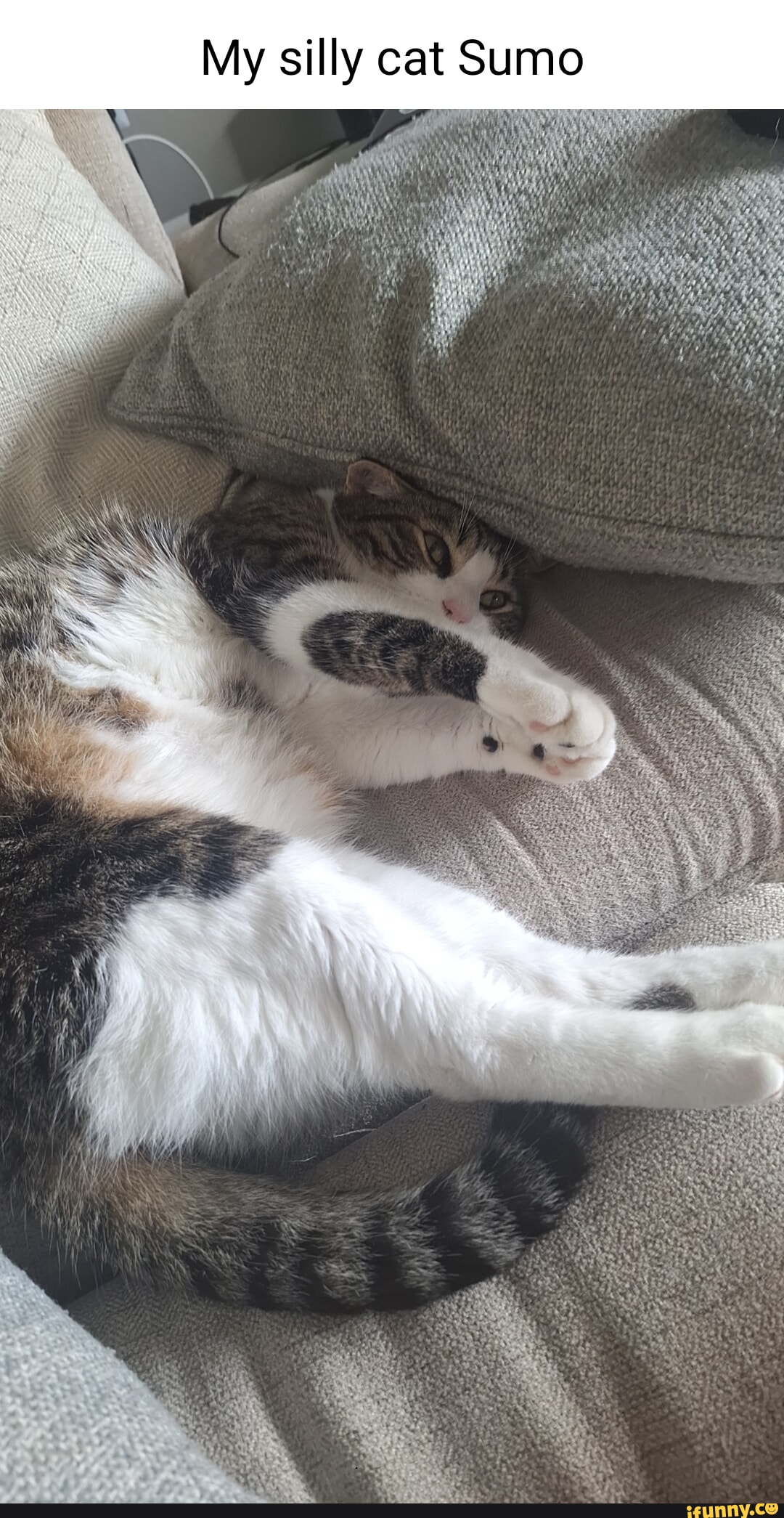 My silly cat Sumo - iFunny