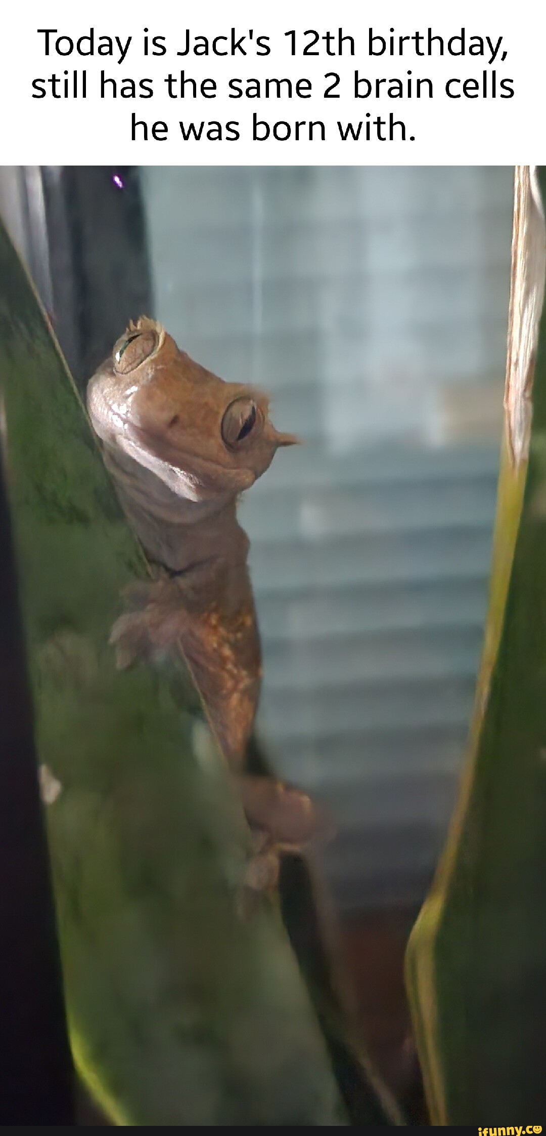Crestedgecko memes. Best Collection of funny Crestedgecko pictures on ...