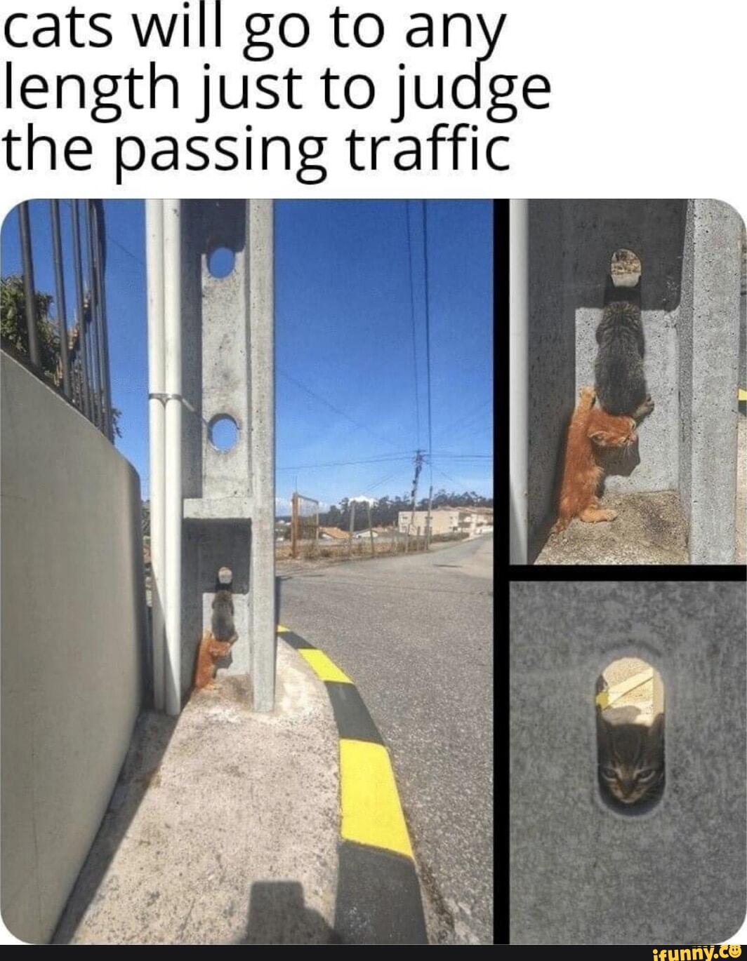 Cats will go to an length just to juc ge the passing traffic - iFunny