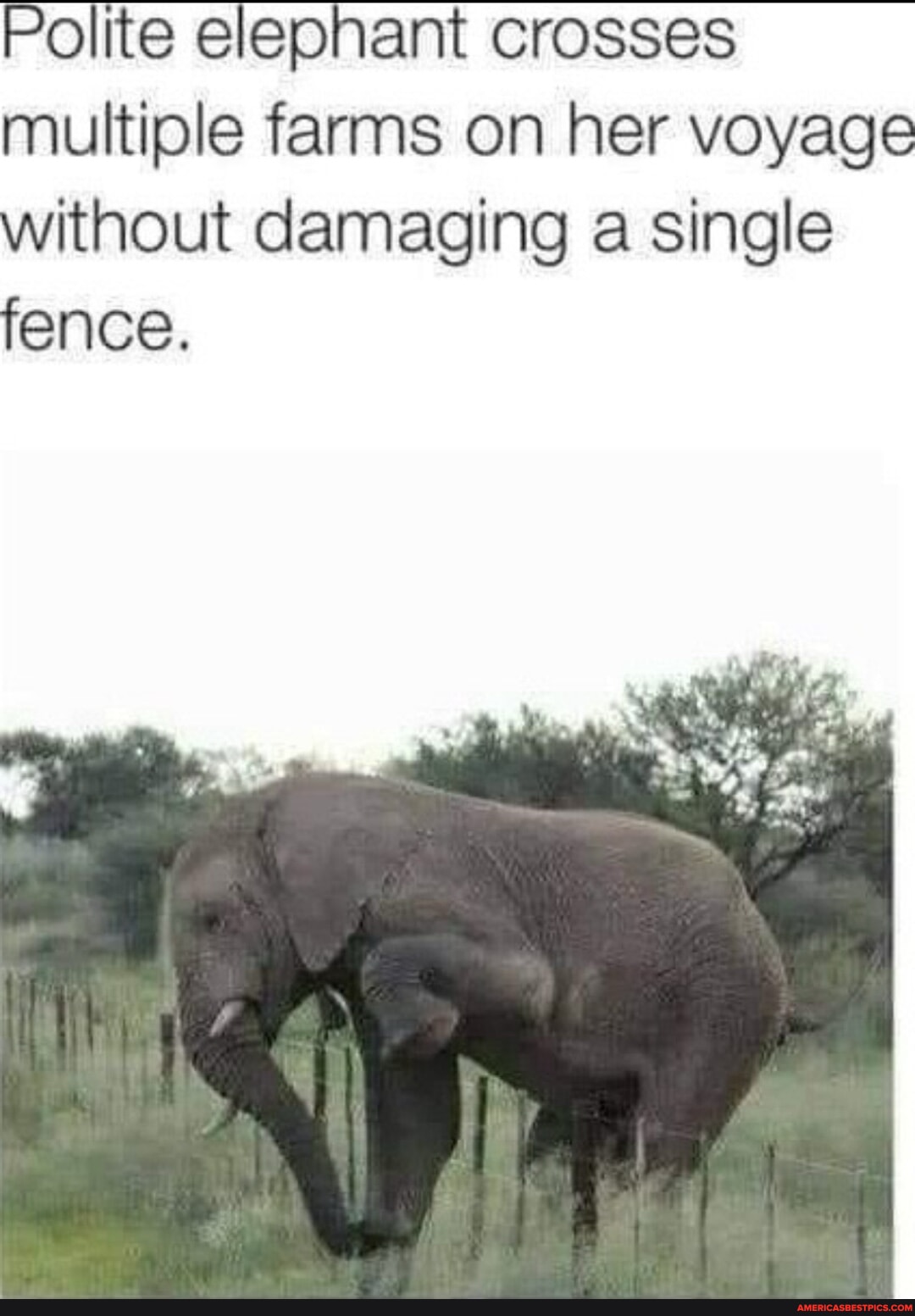 Polite elephant crosses multiple farms on her voyage without damaging a ...