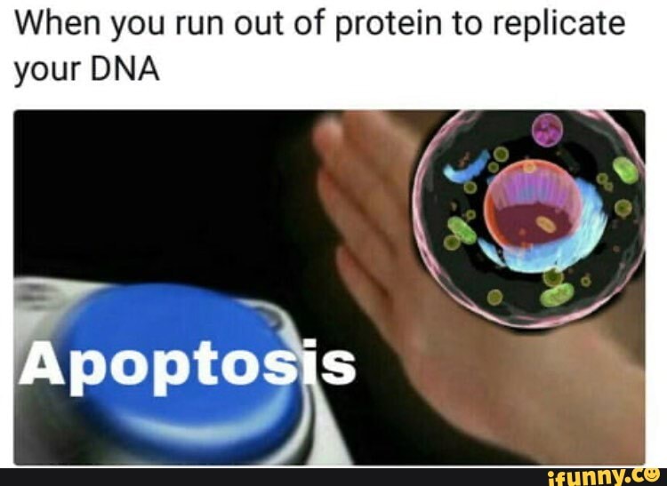 Apoptosis memes. Best Collection of funny Apoptosis pictures on iFunny