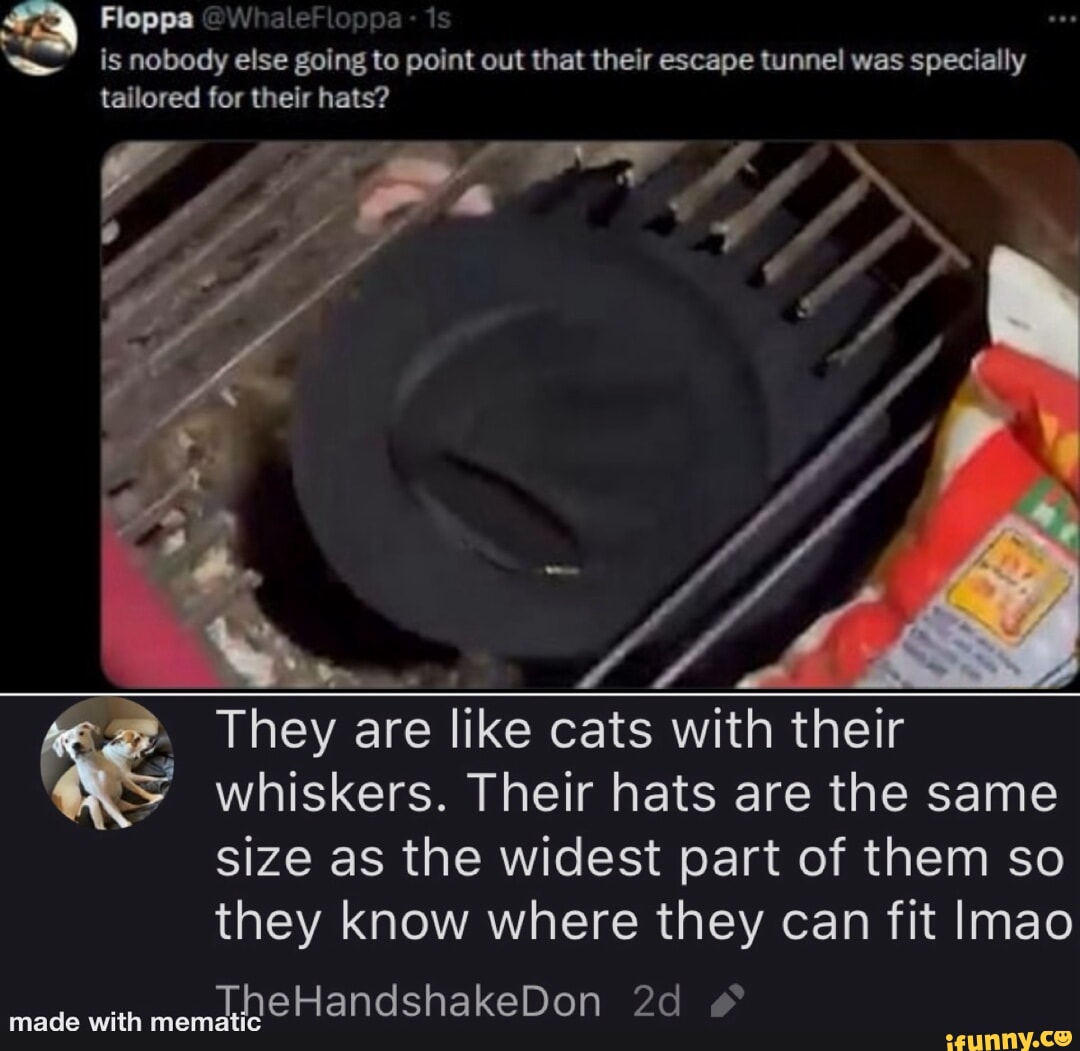 Floppa memes. Best Collection of funny Floppa pictures on iFunny