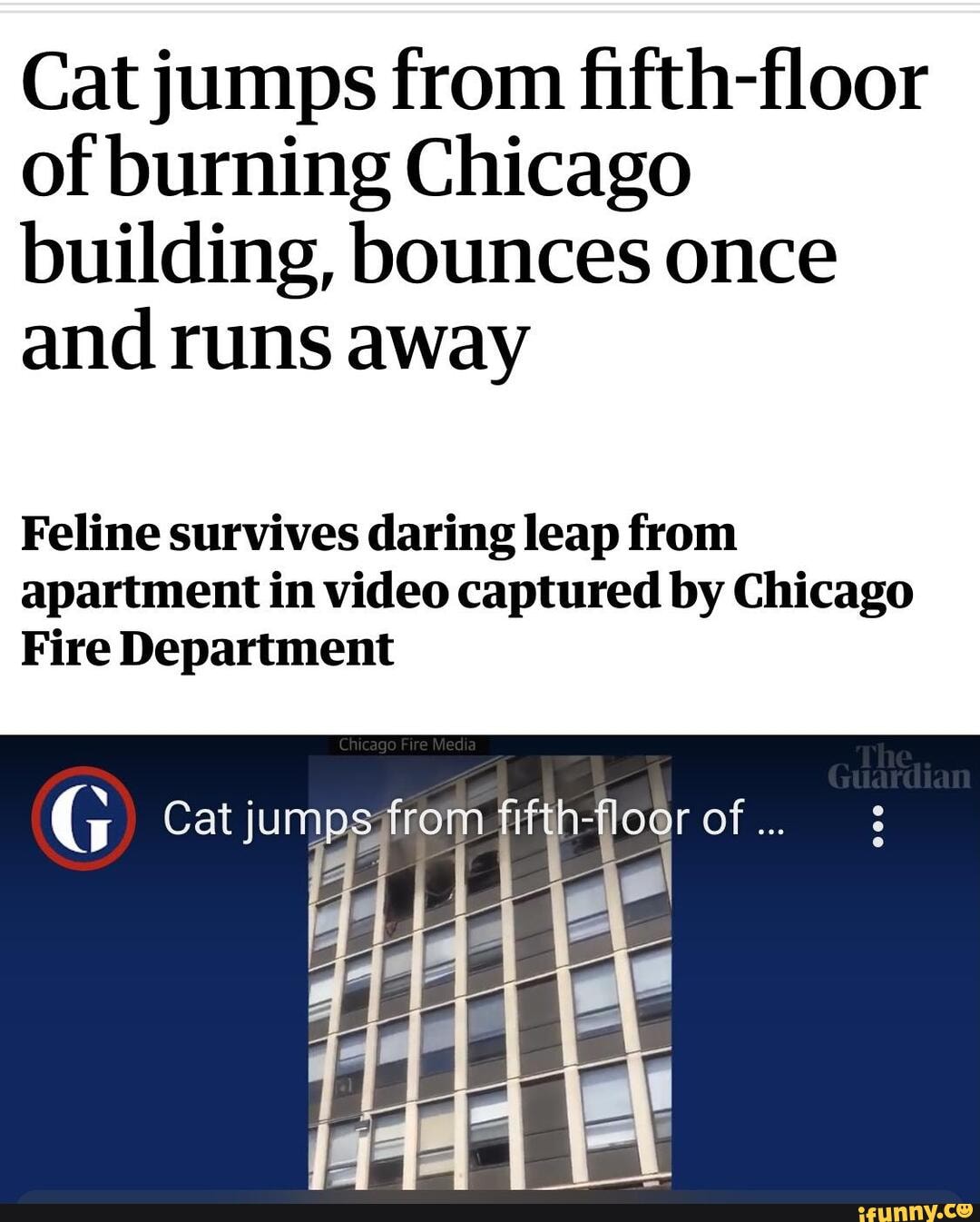 Cat jumps from fifth-floor of burning Chicago building, bounces once ...