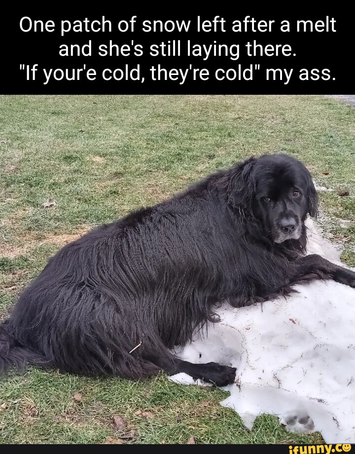 Floofer memes. Best Collection of funny Floofer pictures on iFunny