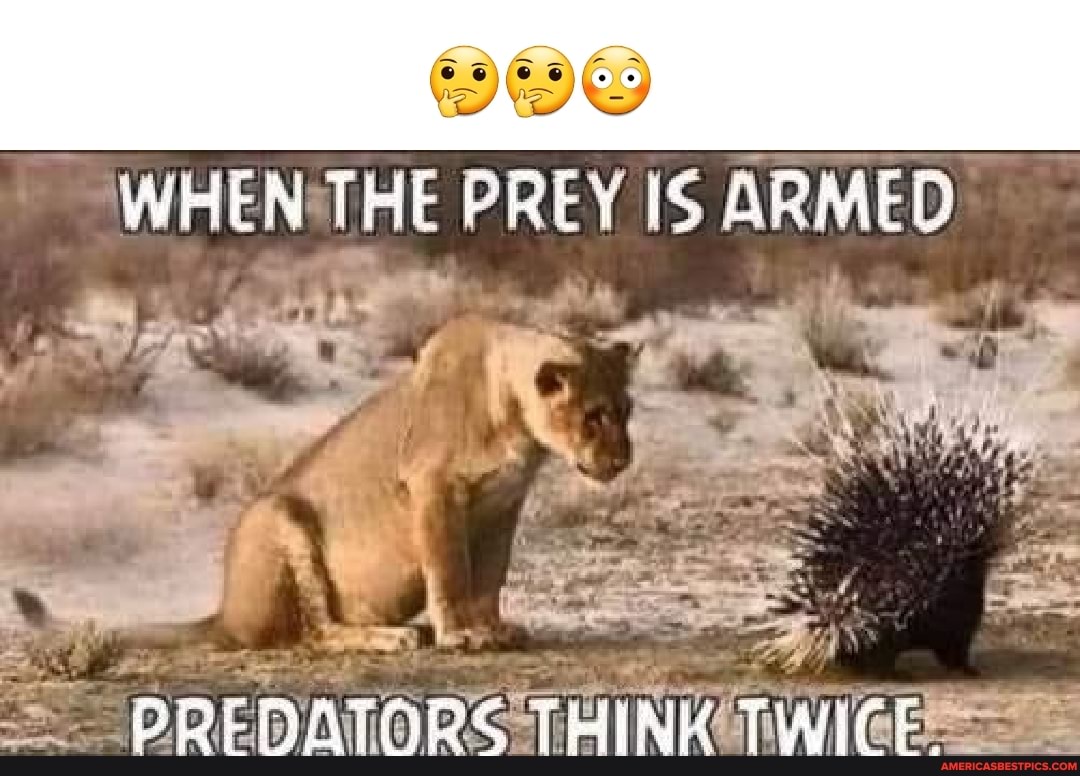 WHEN THE PREY IS ARMED THINK - America’s best pics and videos