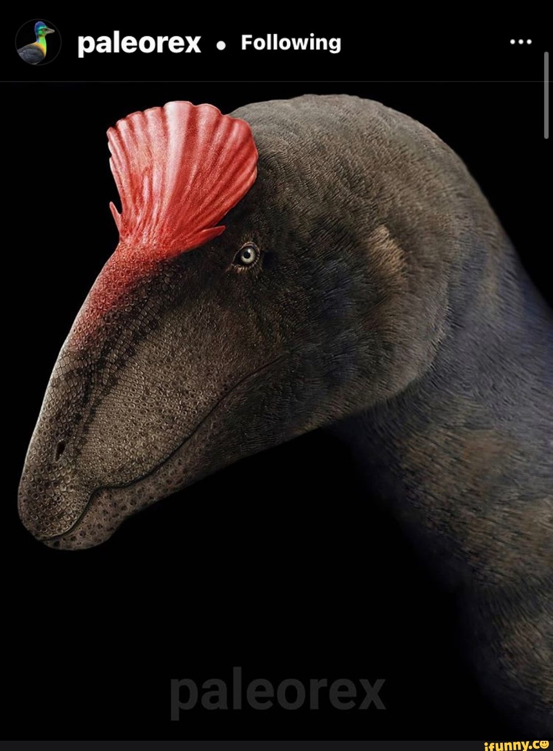 Paleorex memes. Best Collection of funny Paleorex pictures on iFunny