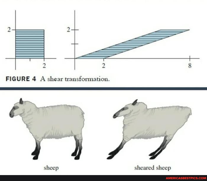 2 8 FIGURE 4 A shear transformation. sheep sheared sheep - America’s ...