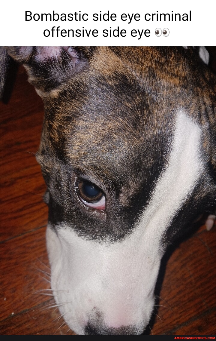 Bombastic side eye criminal offensive side eye - America’s best pics ...