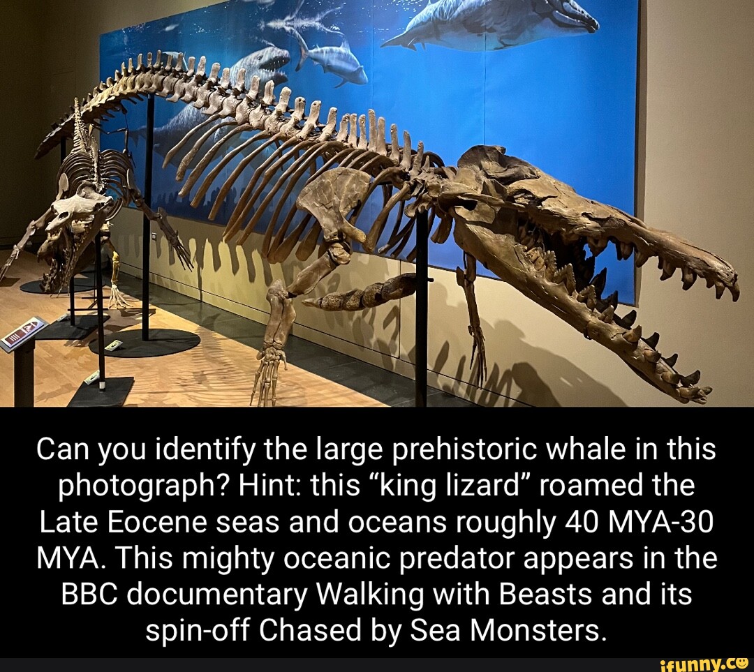 Can you identify the large prehistoric whale in this photograph? Hint ...