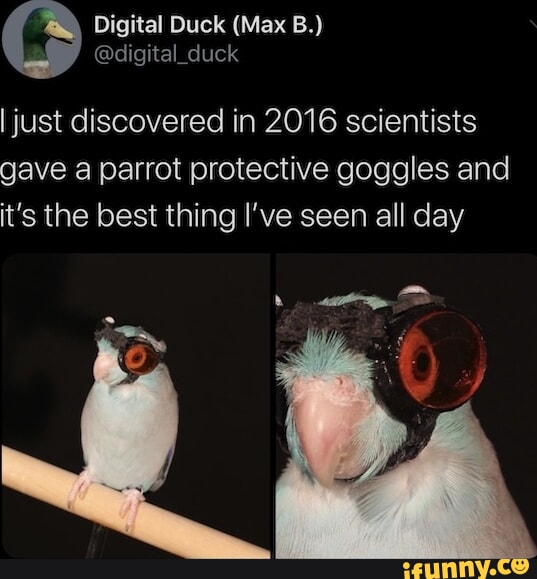 Digital Duck (Max B.) @digital duck I just discovered in 2016 ...