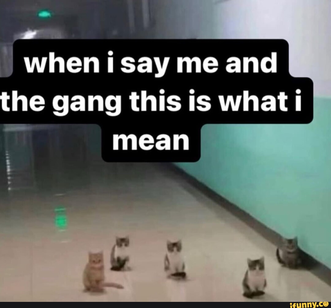 When say me and the gang this is what mean - iFunny