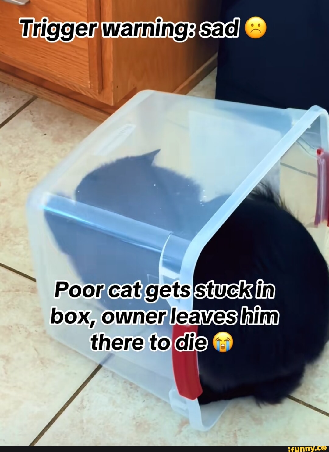 Errigge' warningzsadk Poor cat box, owner there todie} - iFunny