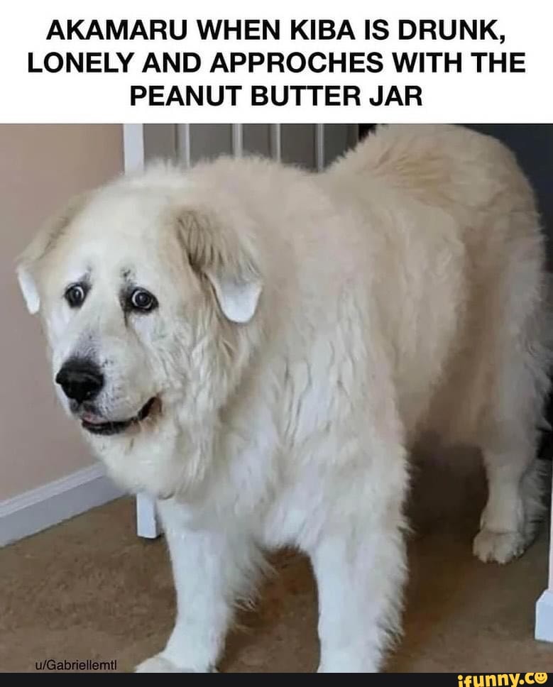 AKAMARU WHEN KIBA IS DRUNK, LONELY AND APPROCHES WITH THE PEANUT BUTTER ...