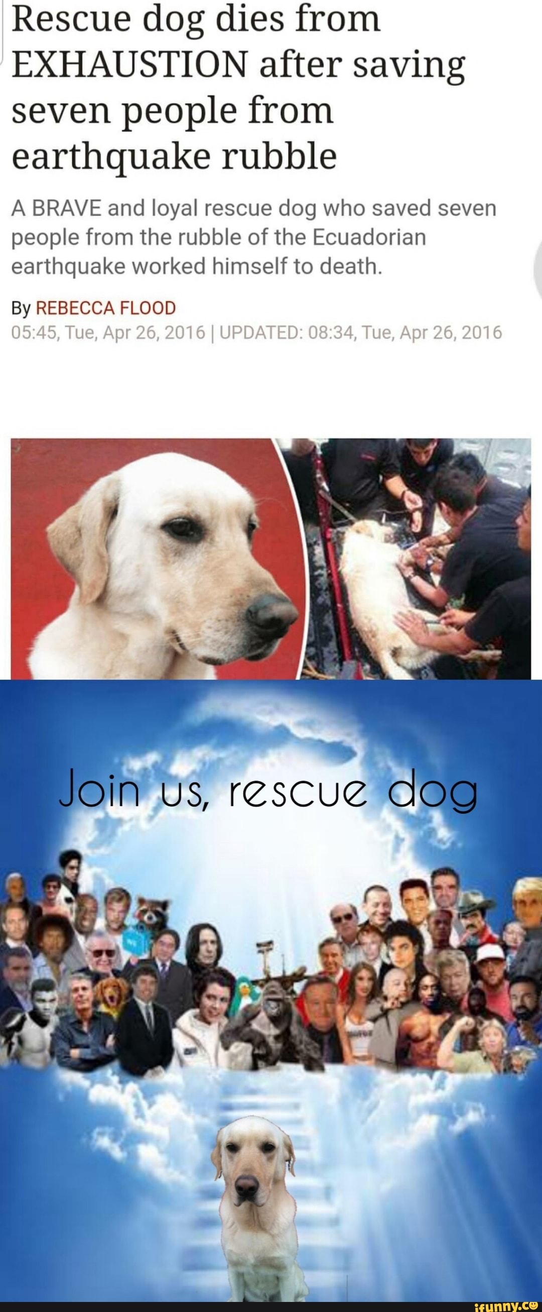 Rescue dog dies from EXHAUSTION after saving seven people from ...