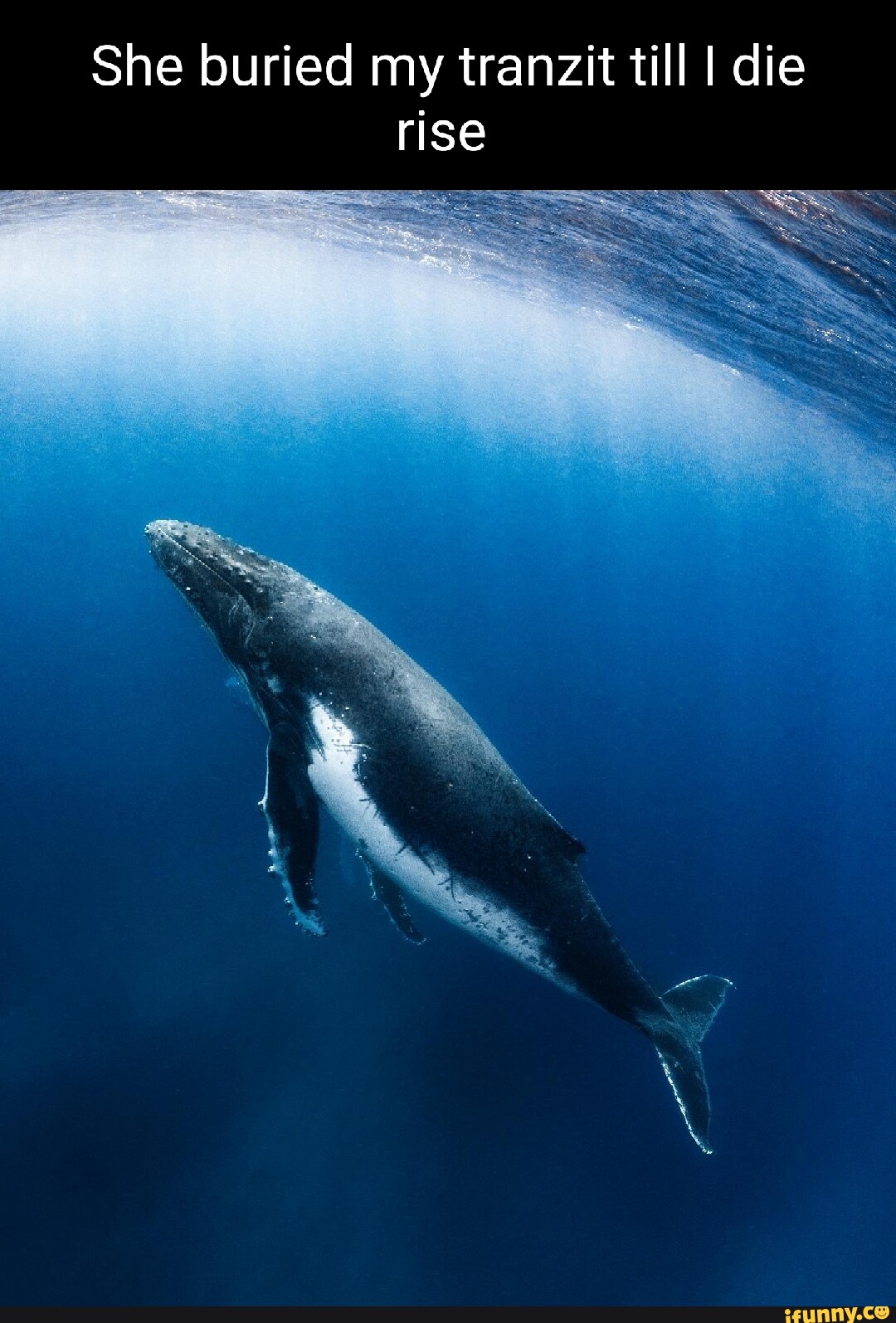 Tranzit memes. Best Collection of funny Tranzit pictures on iFunny