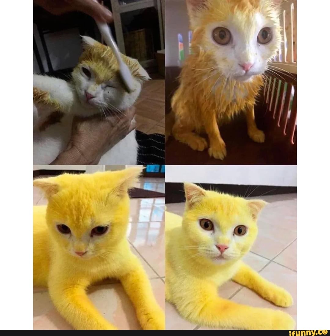 Yellowcat memes. Best Collection of funny Yellowcat pictures on iFunny