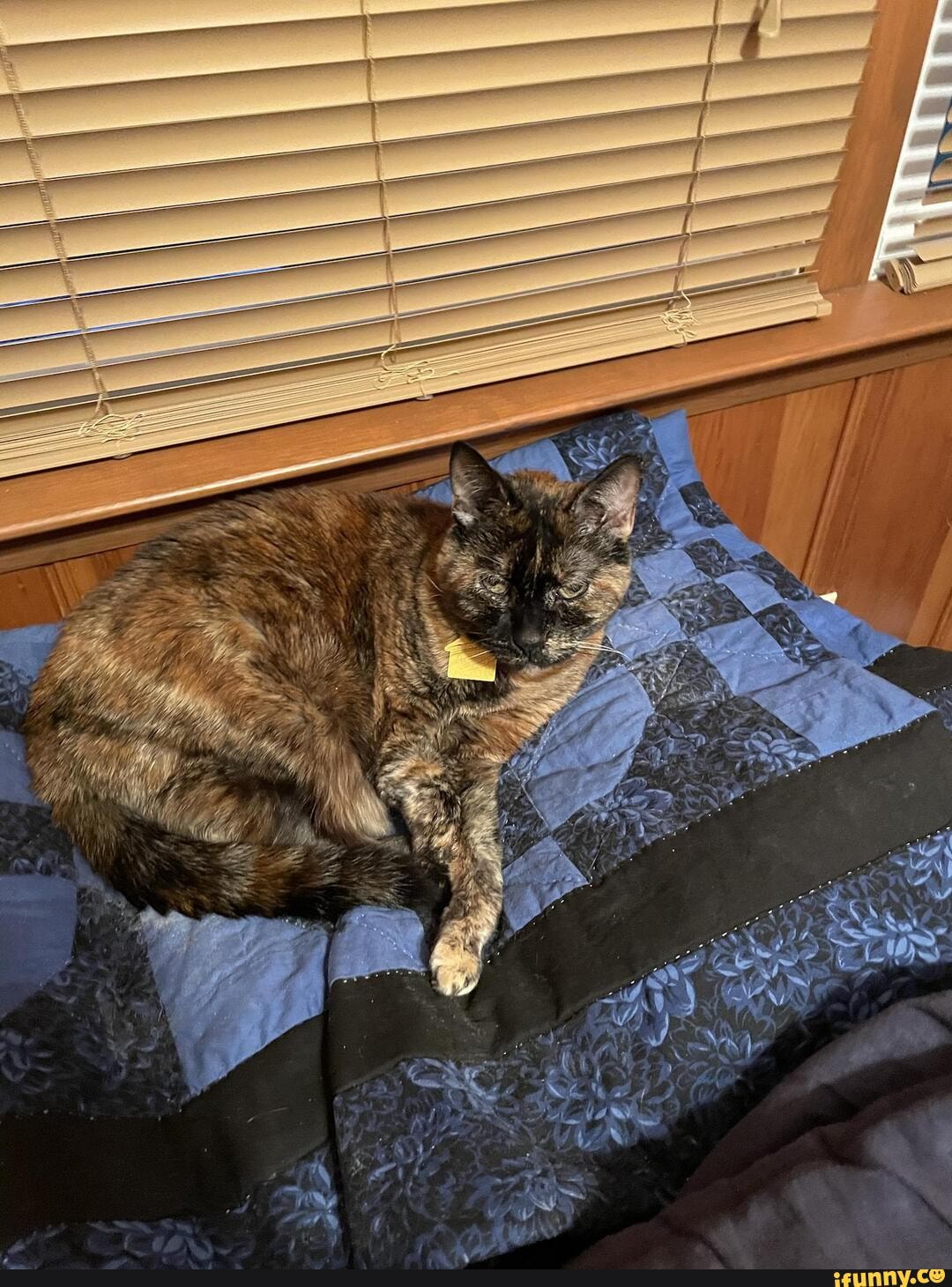 Tortoiseshell_cat memes. Best Collection of funny Tortoiseshell_cat ...