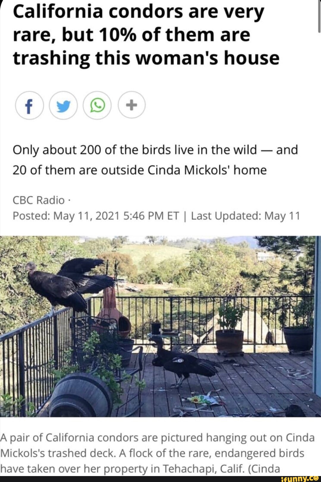 California condors are very rare, but 10% of them are trashing this ...