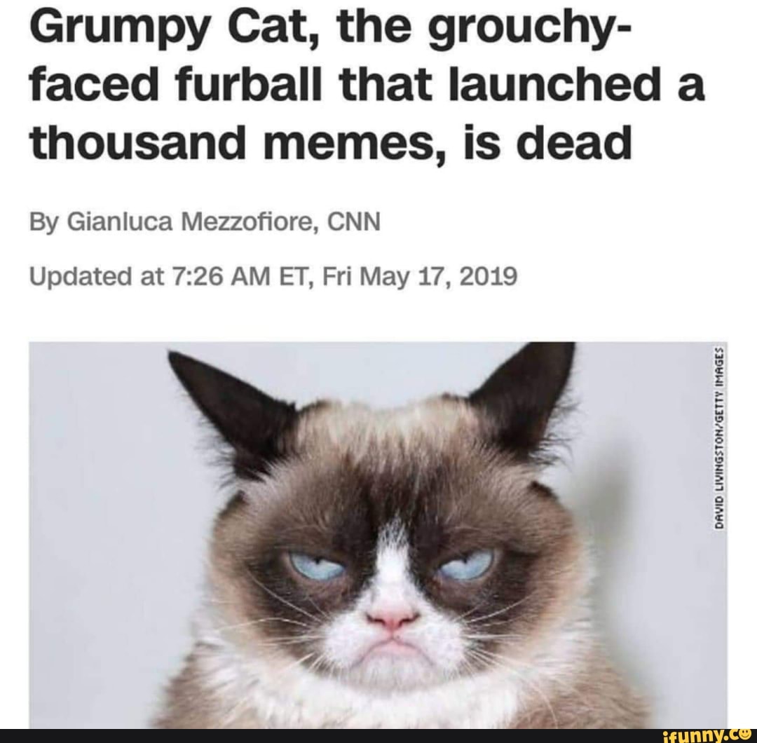 Grumpy Cat, the grouchy- faced furball that launched a thousand memes ...