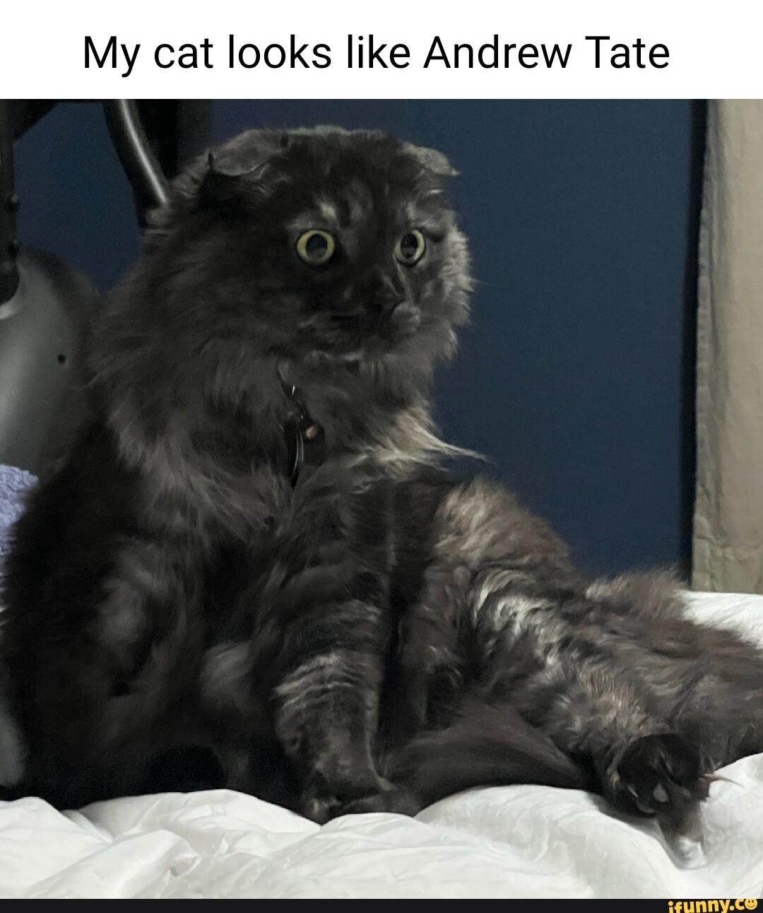 My cat looks like Andrew Tate - iFunny