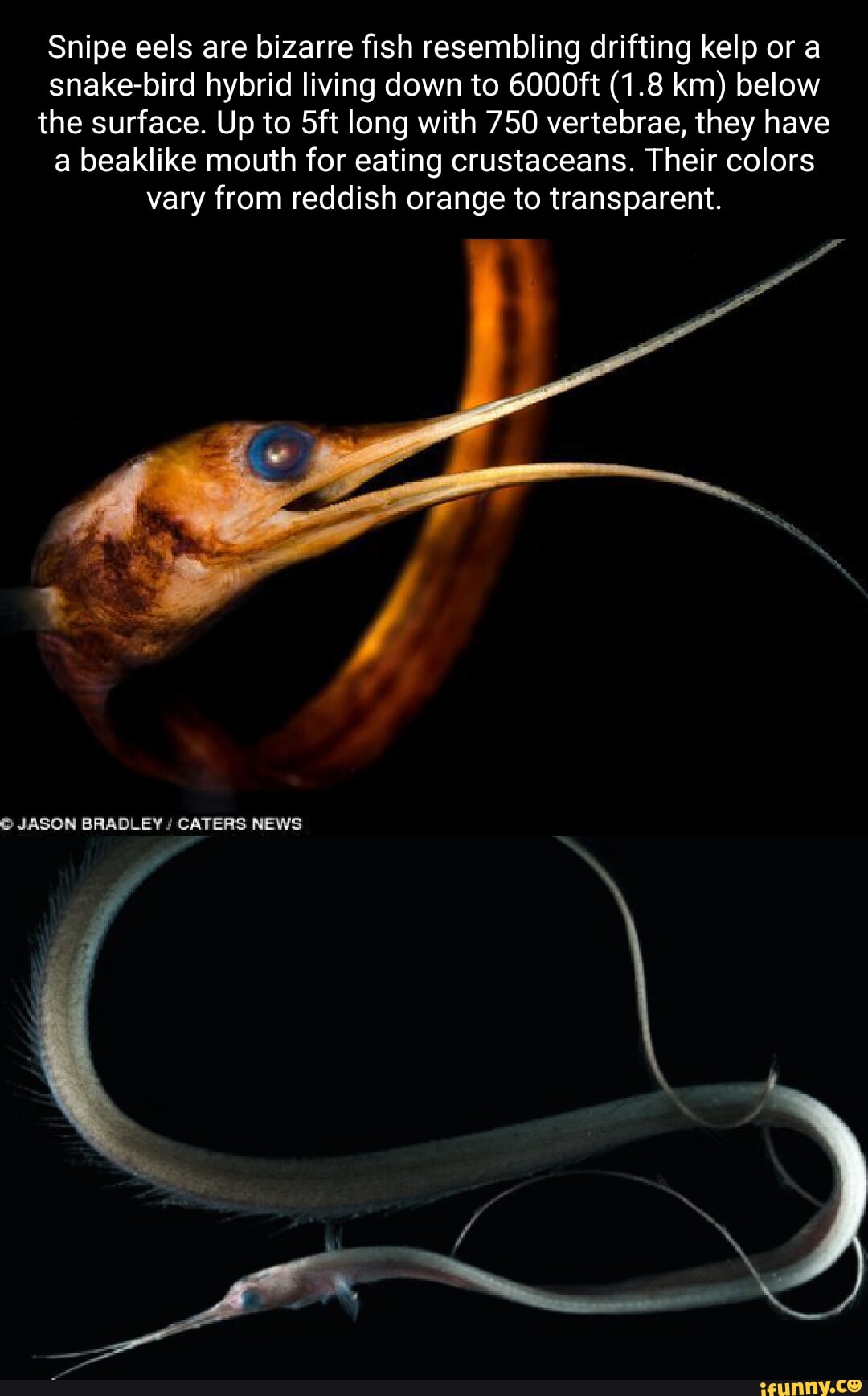 Snipe eels are bizarre fish resembling drifting kelp or a snake-bird ...