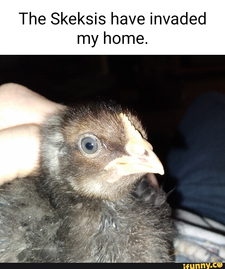 Skeksis memes. Best Collection of funny Skeksis pictures on iFunny