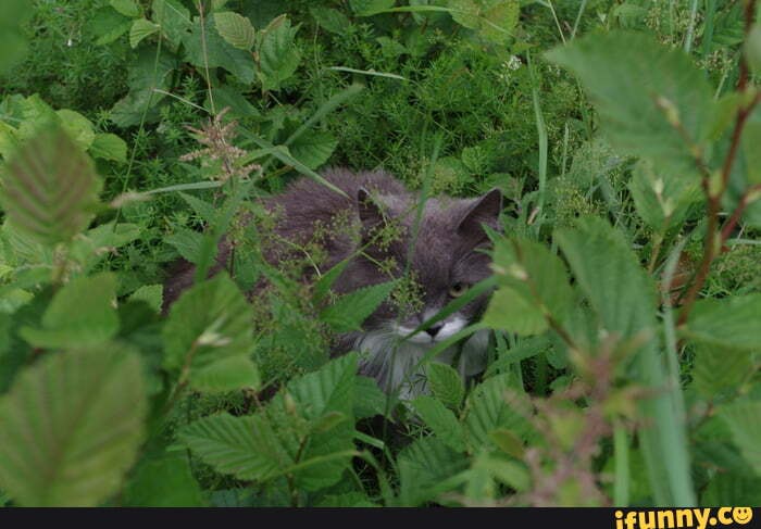 Norwegian_forest_cat memes. Best Collection of funny Norwegian_forest ...