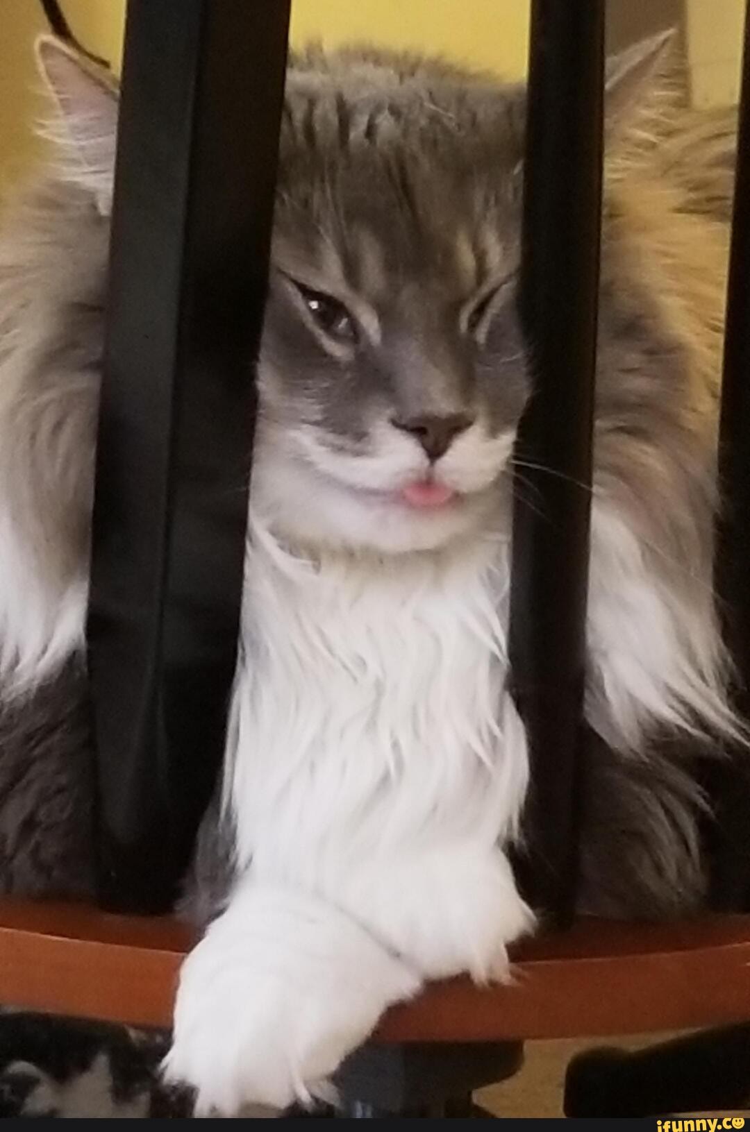 Smooshed memes. Best Collection of funny Smooshed pictures on iFunny