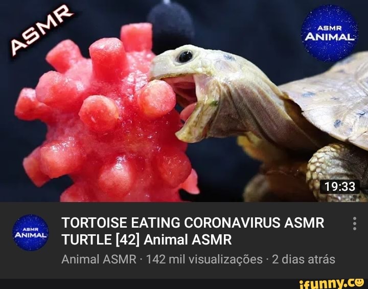 TORTOISE EATING CORONAVIRUS ASMR axmat TURTLE [42] Animal ASMR Animal ...
