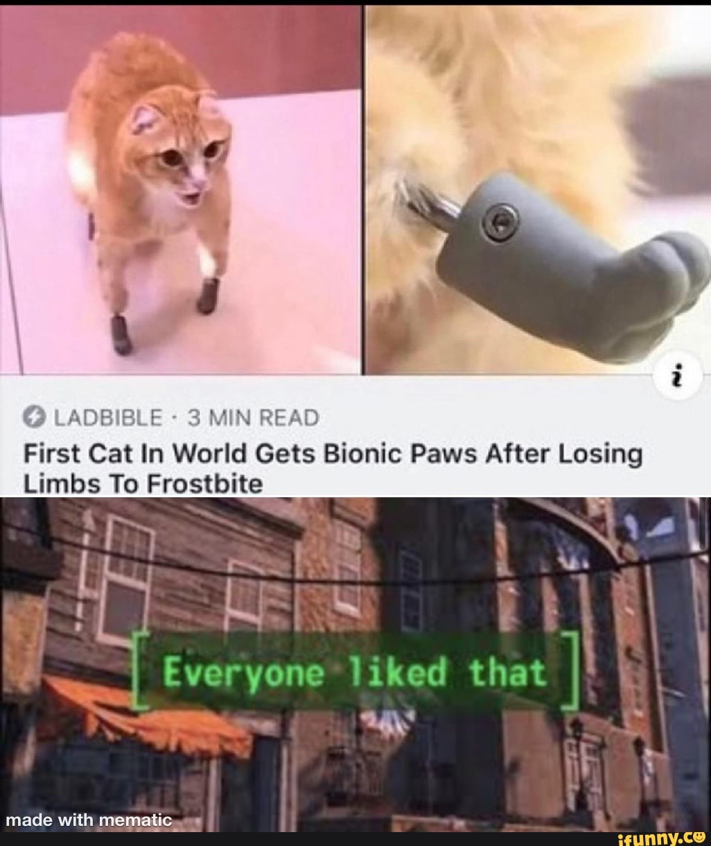ADBIBL REA First Cat In World Gets Bionic Paws After Losing Limbs To ...
