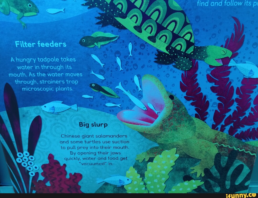 Q) find and follow its Filter feeders Ahungry tadpole takes water in ...