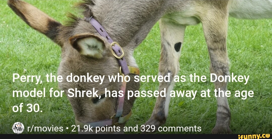 SS Perry, the donkey who served as the Donkey model for Shrek, has ...