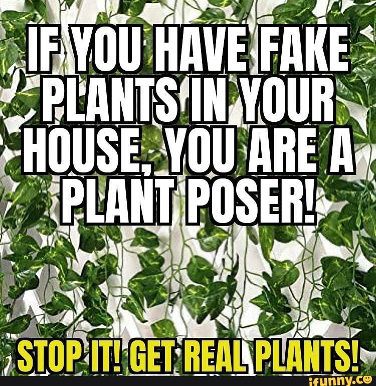 Meme dump - PLANTS'IN.YOUR "HOUSE. -YOU ARE PLANT POSER AL - iFunny