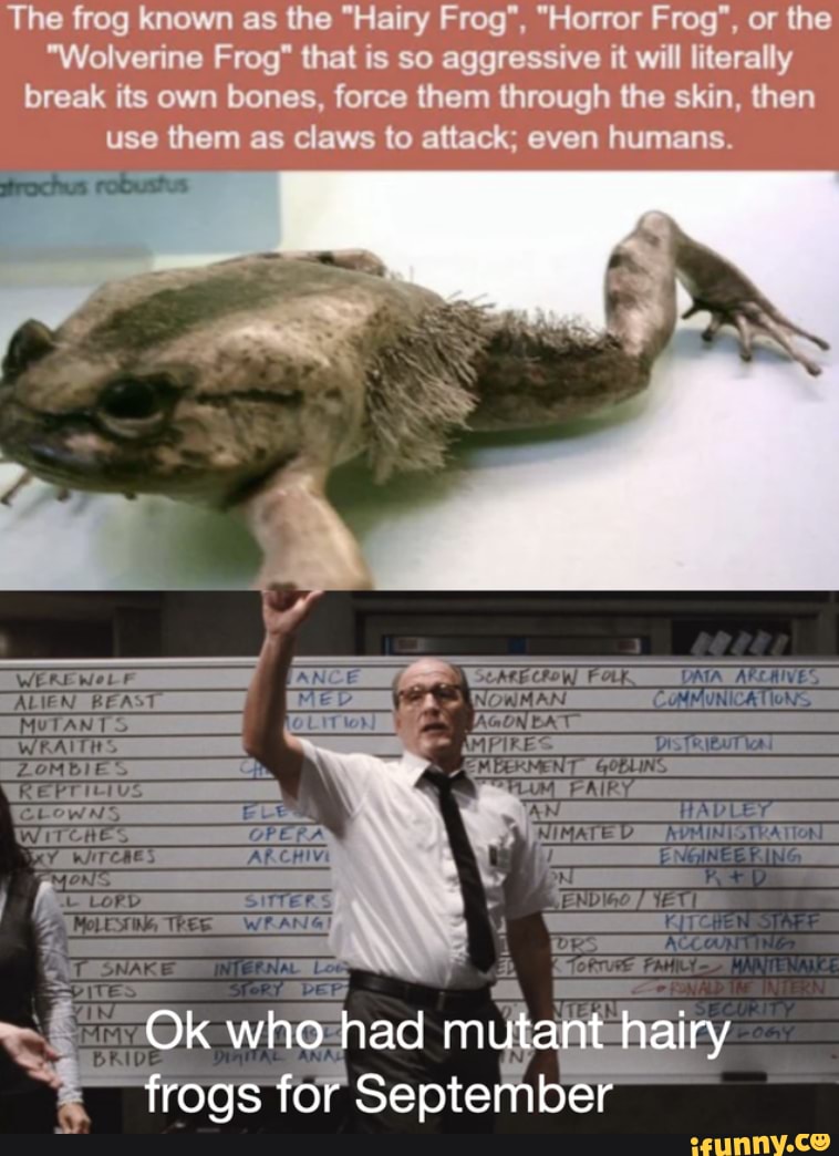 The frog known as the "Hairy Frog", "Horror Frog", or the "Wolverine ...