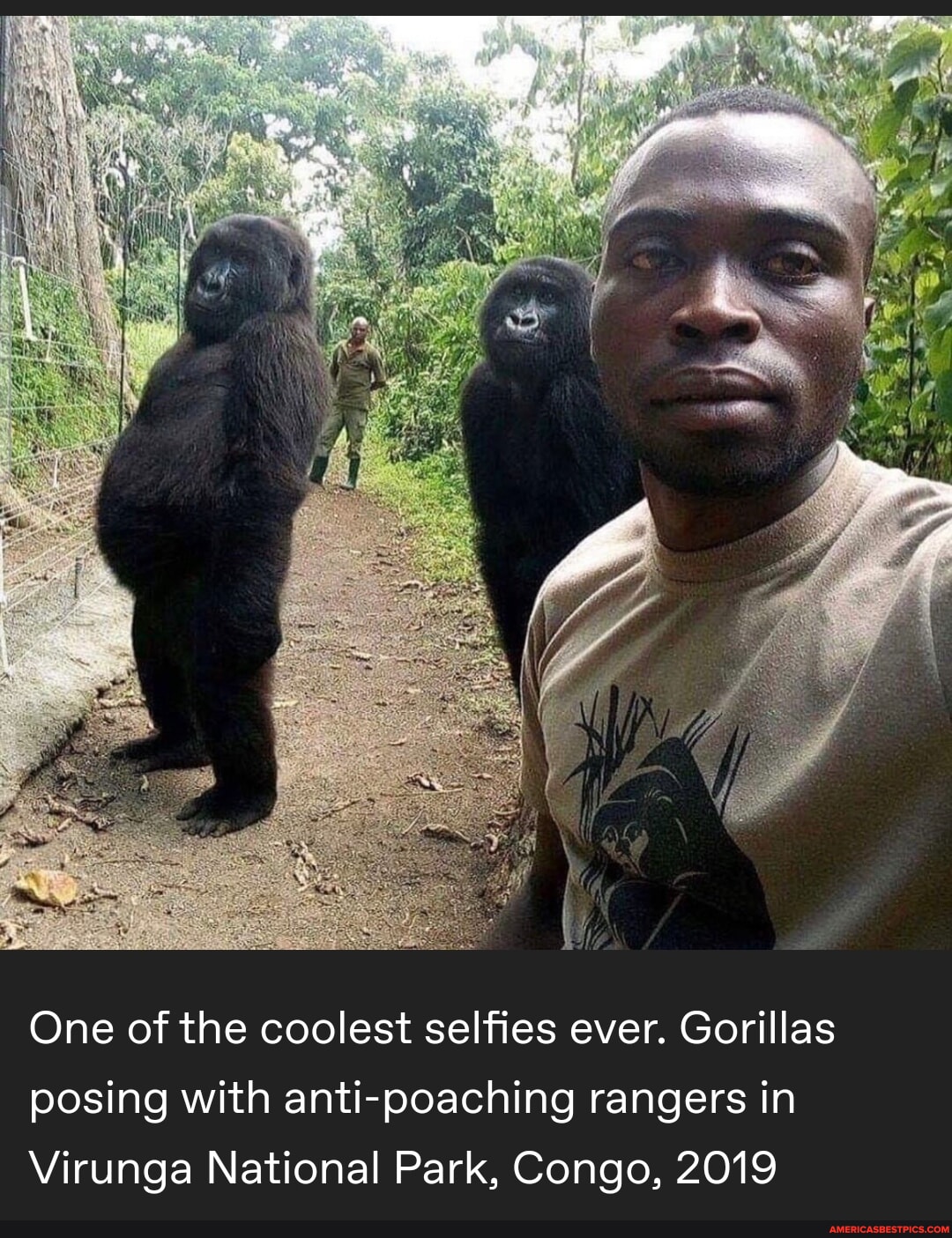 One of the coolest selfies ever. Gorillas posing with anti-poaching ...
