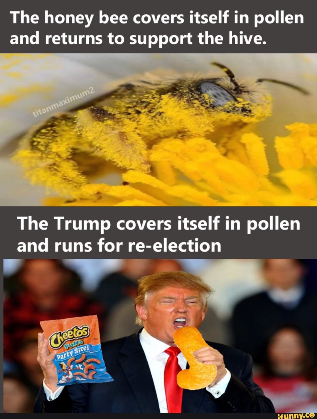 The honey bee covers itself in pollen and returns to support the hive ...