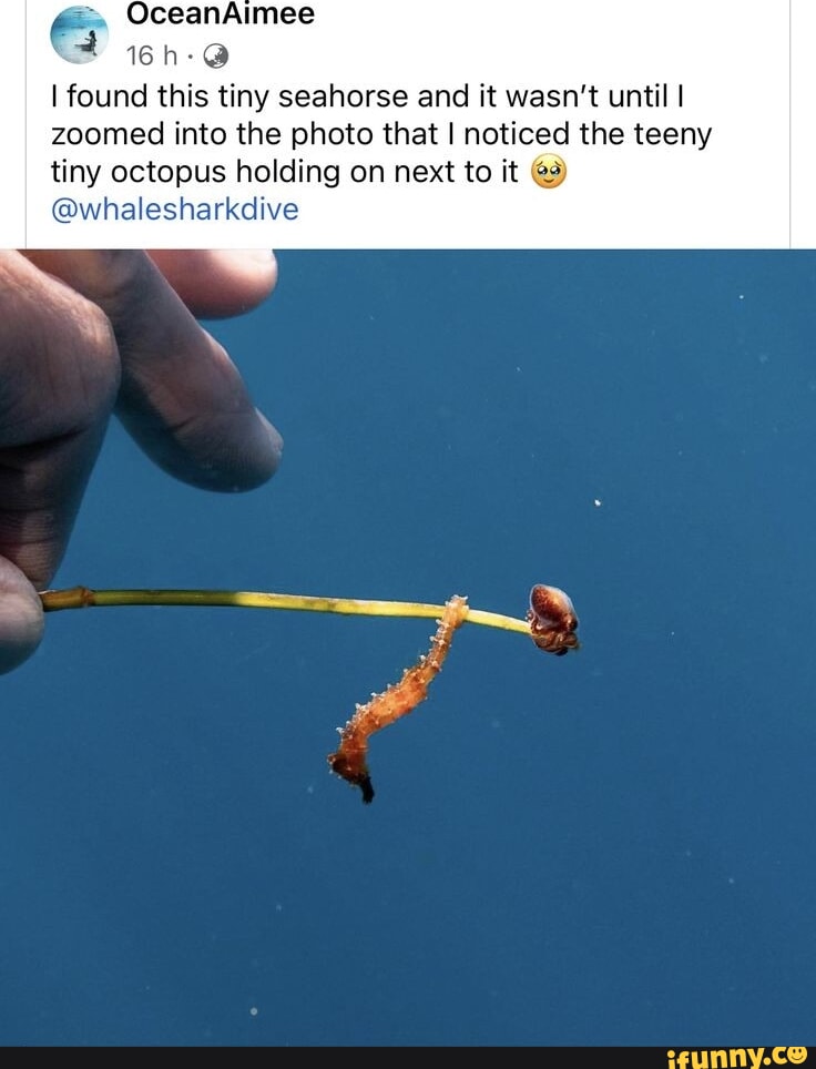 Seahorse memes. Best Collection of funny Seahorse pictures on iFunny