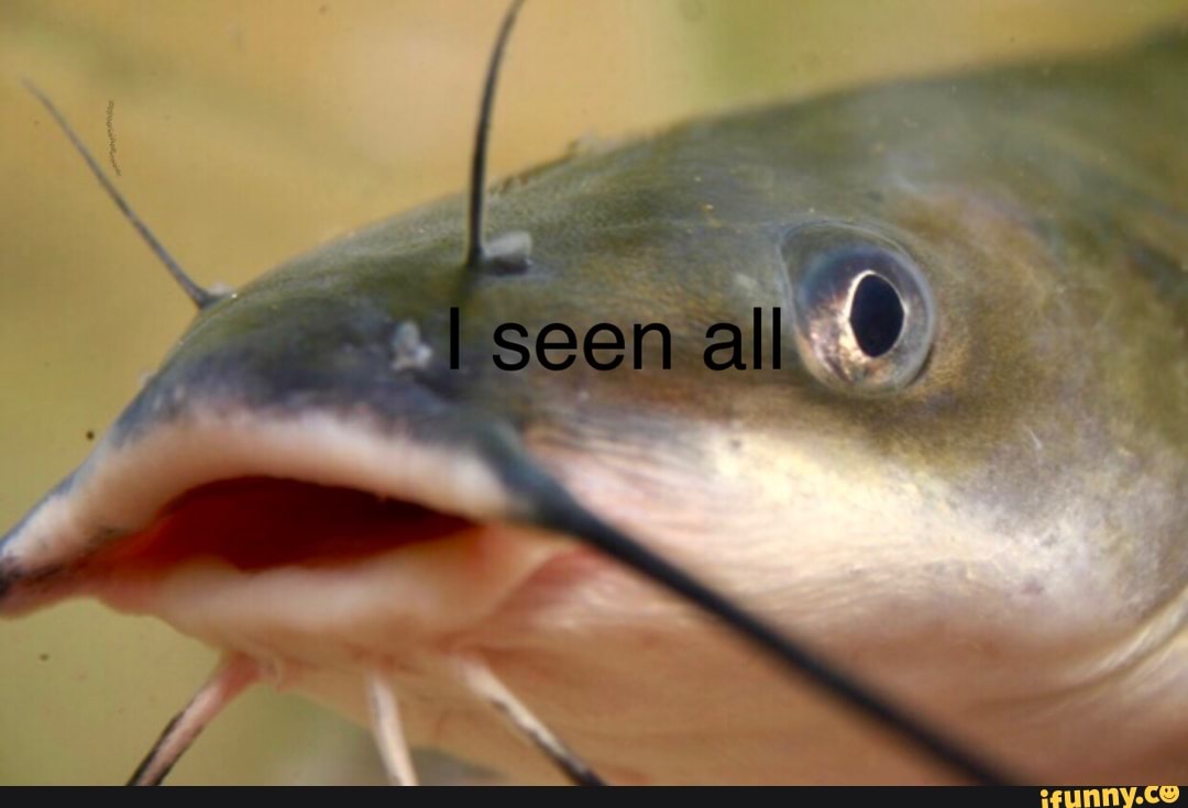 Selfie Catfish Animal Meme