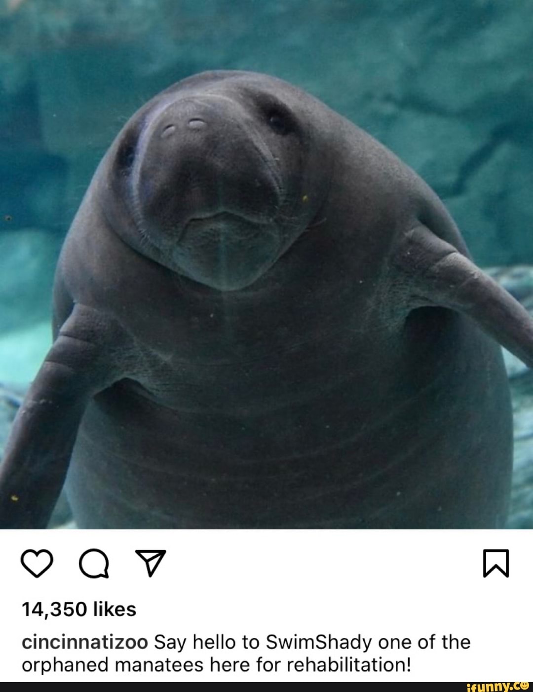 14,350 likes cincinnatizoo Say hello to SwimShady one of the orphaned ...