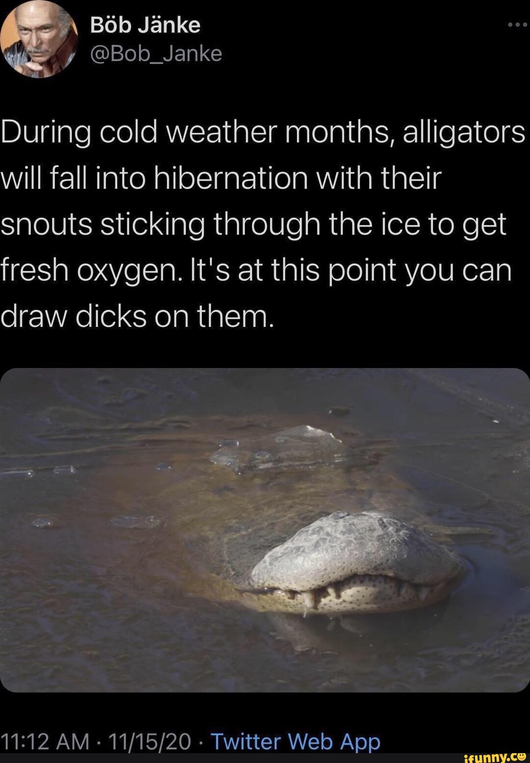 Janke During cold weather months, alligators will fall into hibernation ...