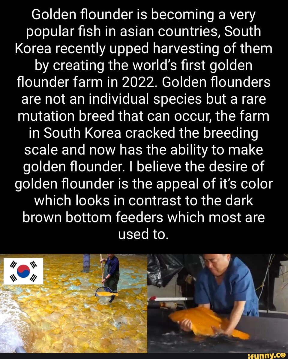 Golden flounder is becoming a very popular fish in asian countries ...