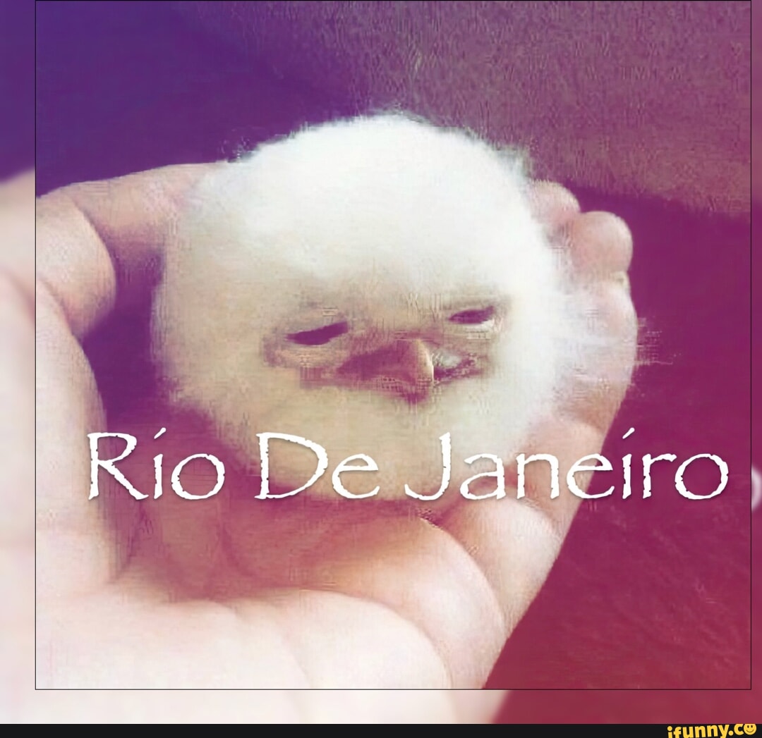 Rio memes. Best Collection of funny Rio pictures on iFunny