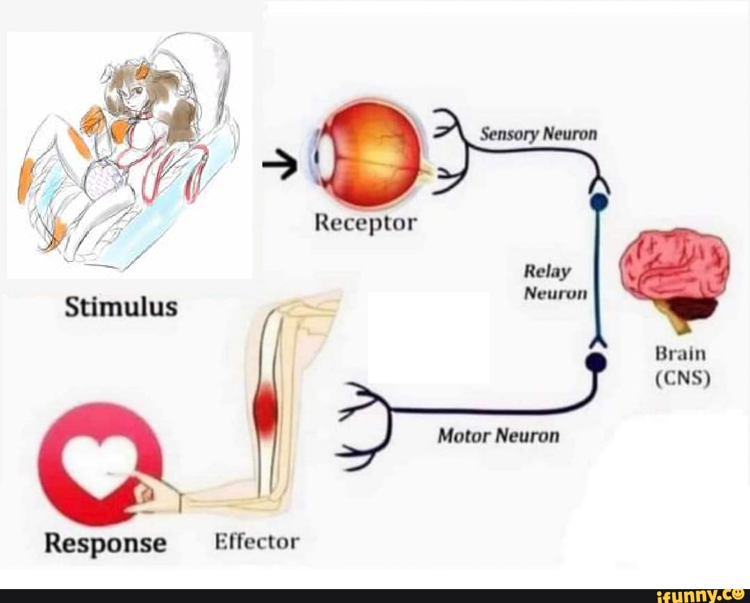 Receptor Relay Stimulus Neuron Motor Neuron (ENS) Response Effector ...