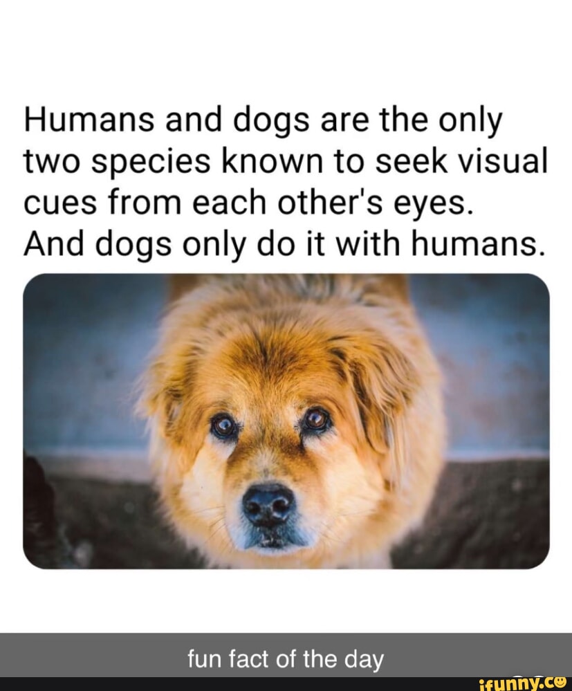 Humans and dogs are the only two species known to seek visual cues from ...